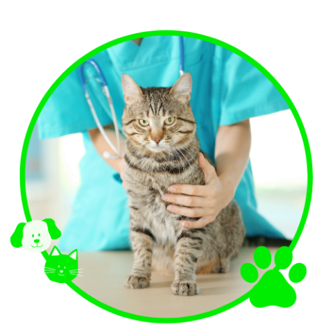 Pet General Wellness In Cumberland, ME 04021 | Westside Animal Hospital